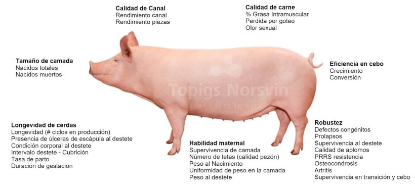 Reproductoras Topigs Norsvin. Criterios genéticos - Artículos - 3tres3 ...