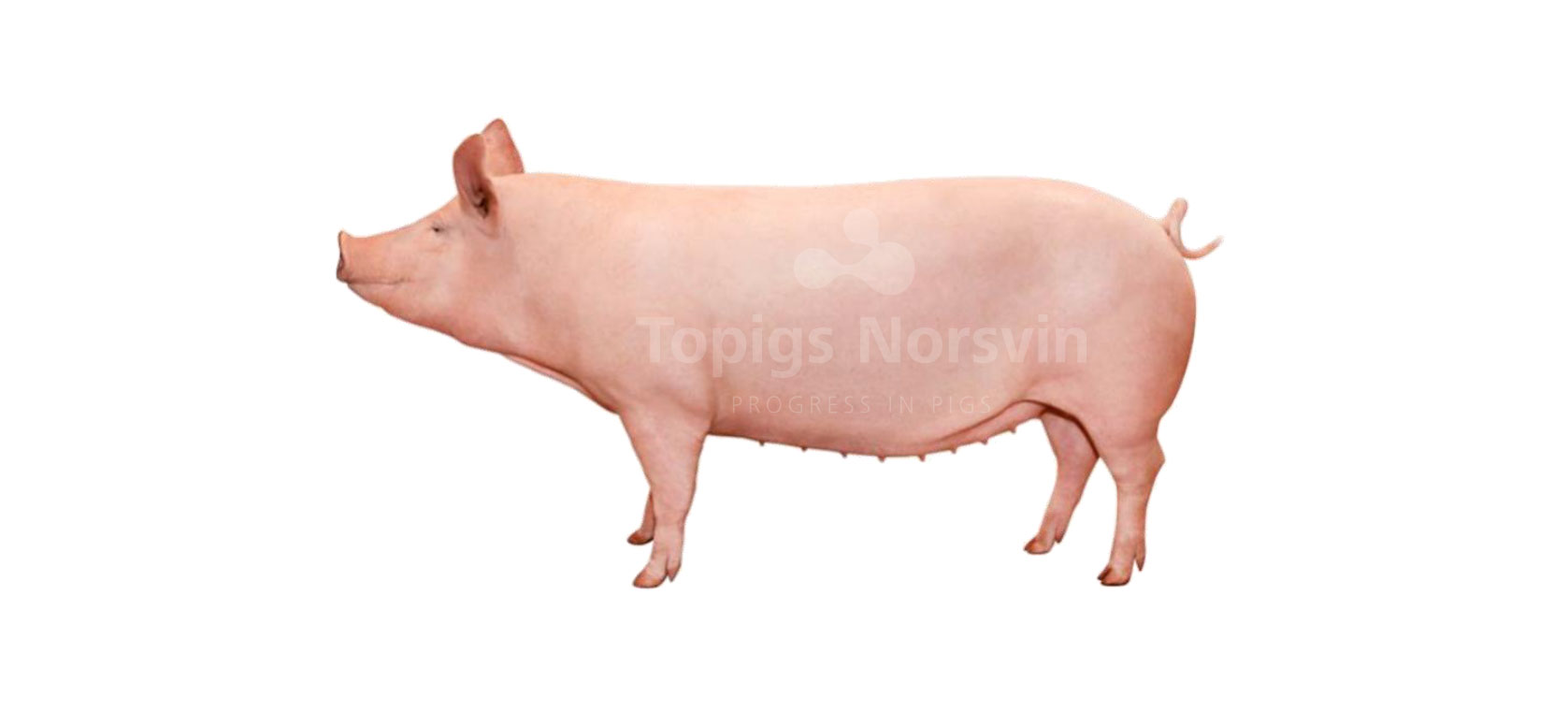 Reproductoras Topigs Norsvin. Criterios genéticos - Artículos - 3tres3 ...