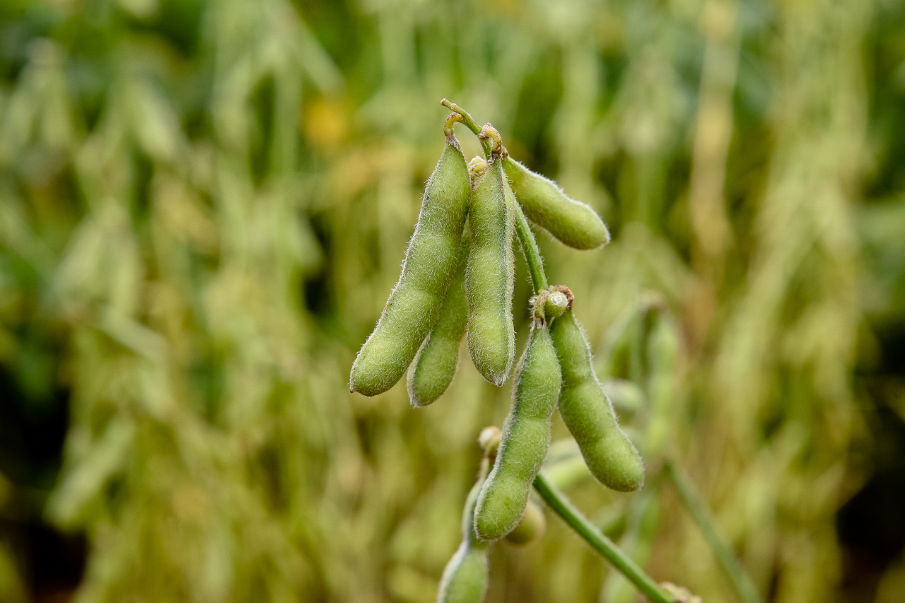 Argentina: quedan 2,7 Mt de soya por comercializar - Noticias - 3tres3 ...