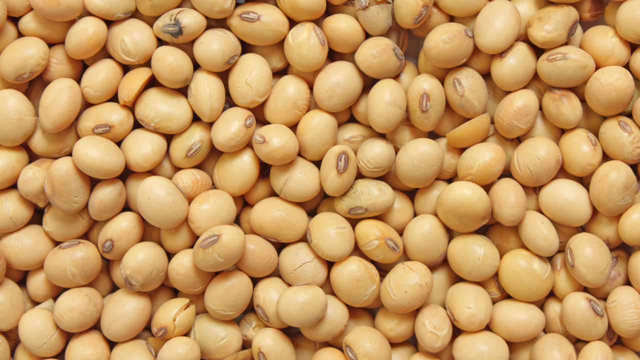 Argentina: complejo soya duplicaría los ingresos de divisas - Noticias ...