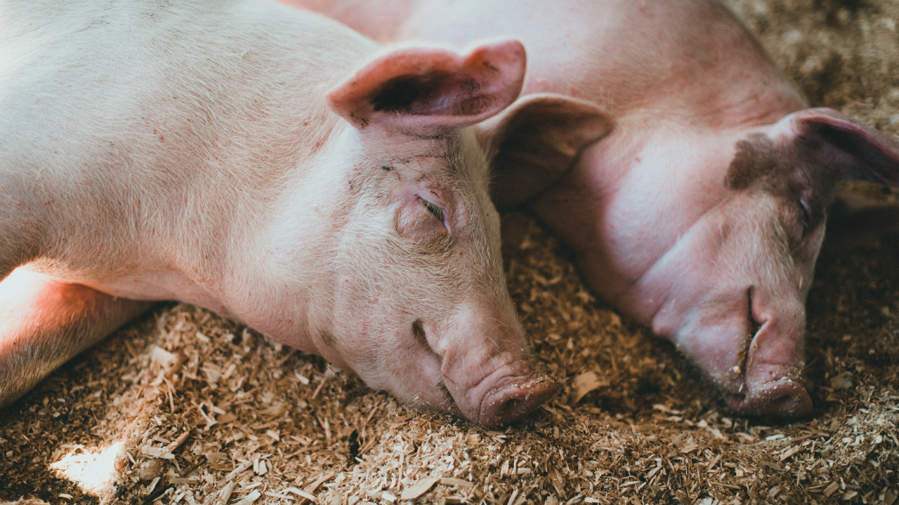 Panamá: Gobierno ha entregado ayudas a productores de cerdo - Noticias ...