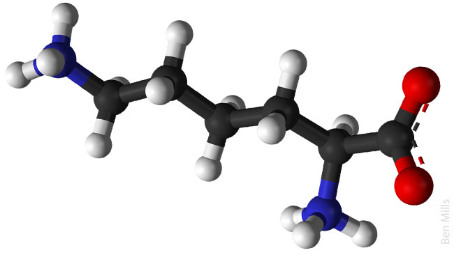 Lisina como ingrediente en pienso para cerdos - Artículos - 3tres3 ...