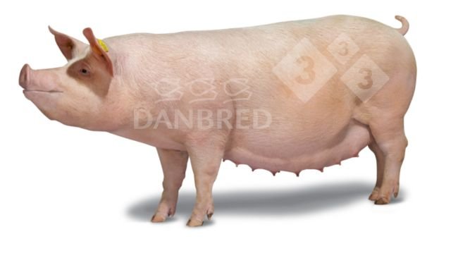 Home - 3tres3 LATAM, la página del Cerdo