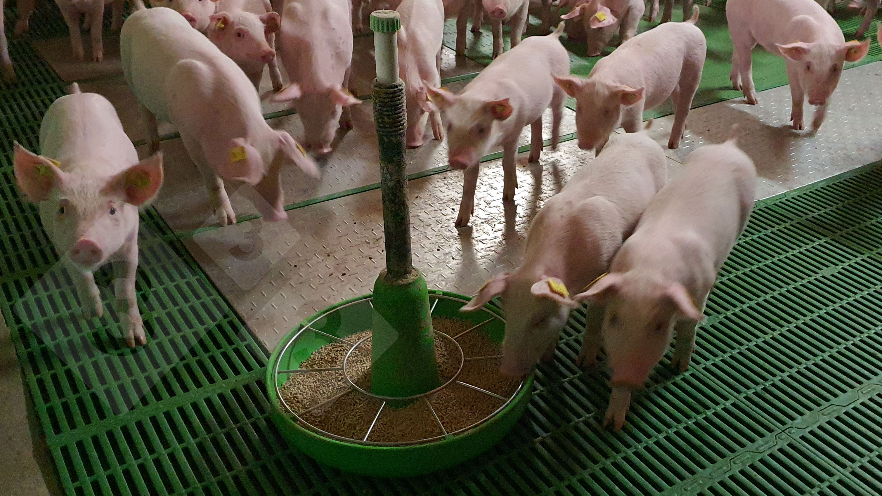 Estrategias para superar el destete del lechón mejorando su inmunidad ...