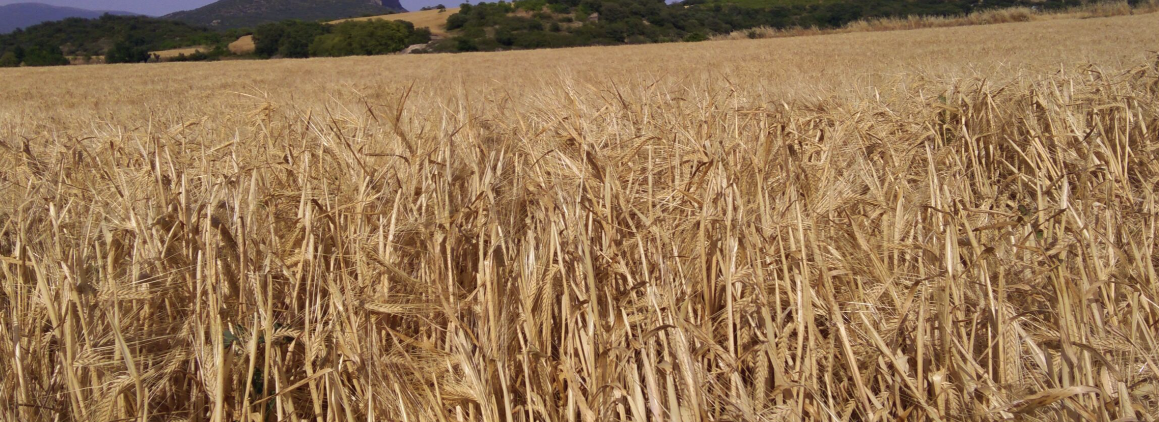 Se espera que la producción de granos de Canadá aumente en 2025/26 ...