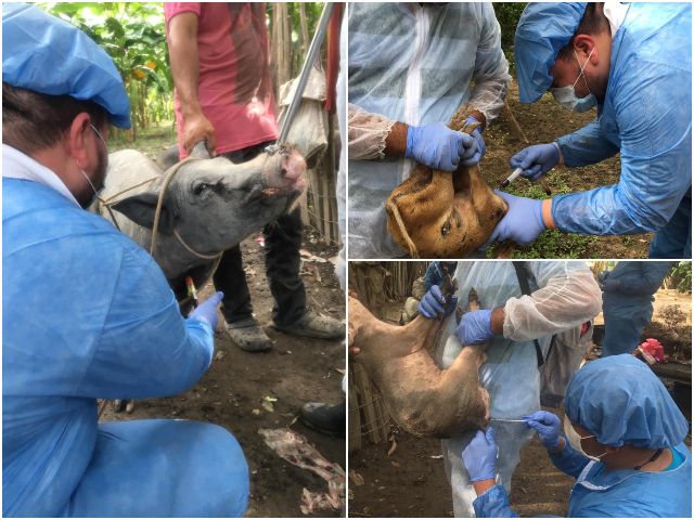 Colombia: sospecha de PPC en Bolívar - Noticias - 3tres3 LATAM, la ...