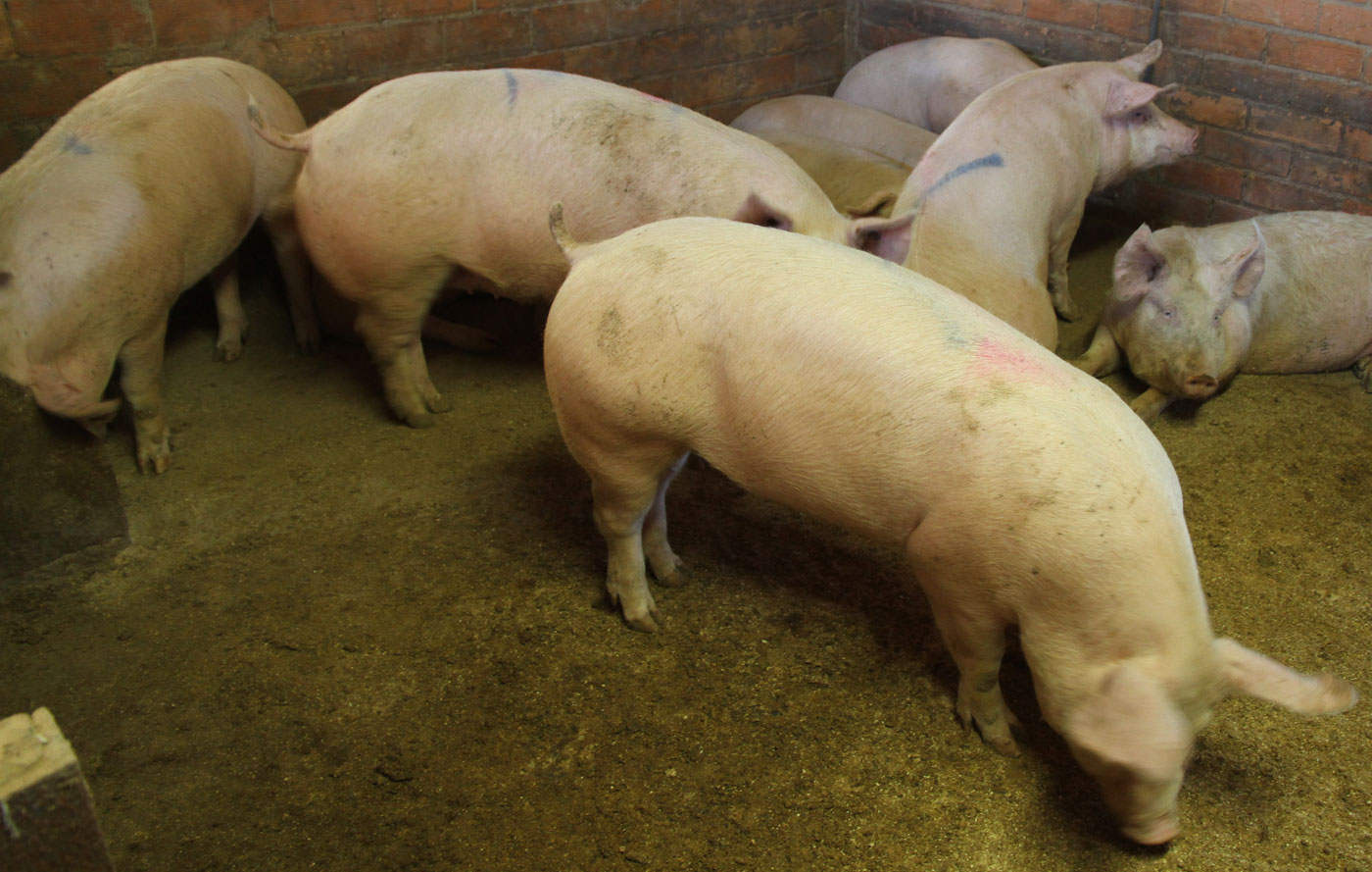 Alemania: trabajar domingos y festivos para apoyar productores porcino ...