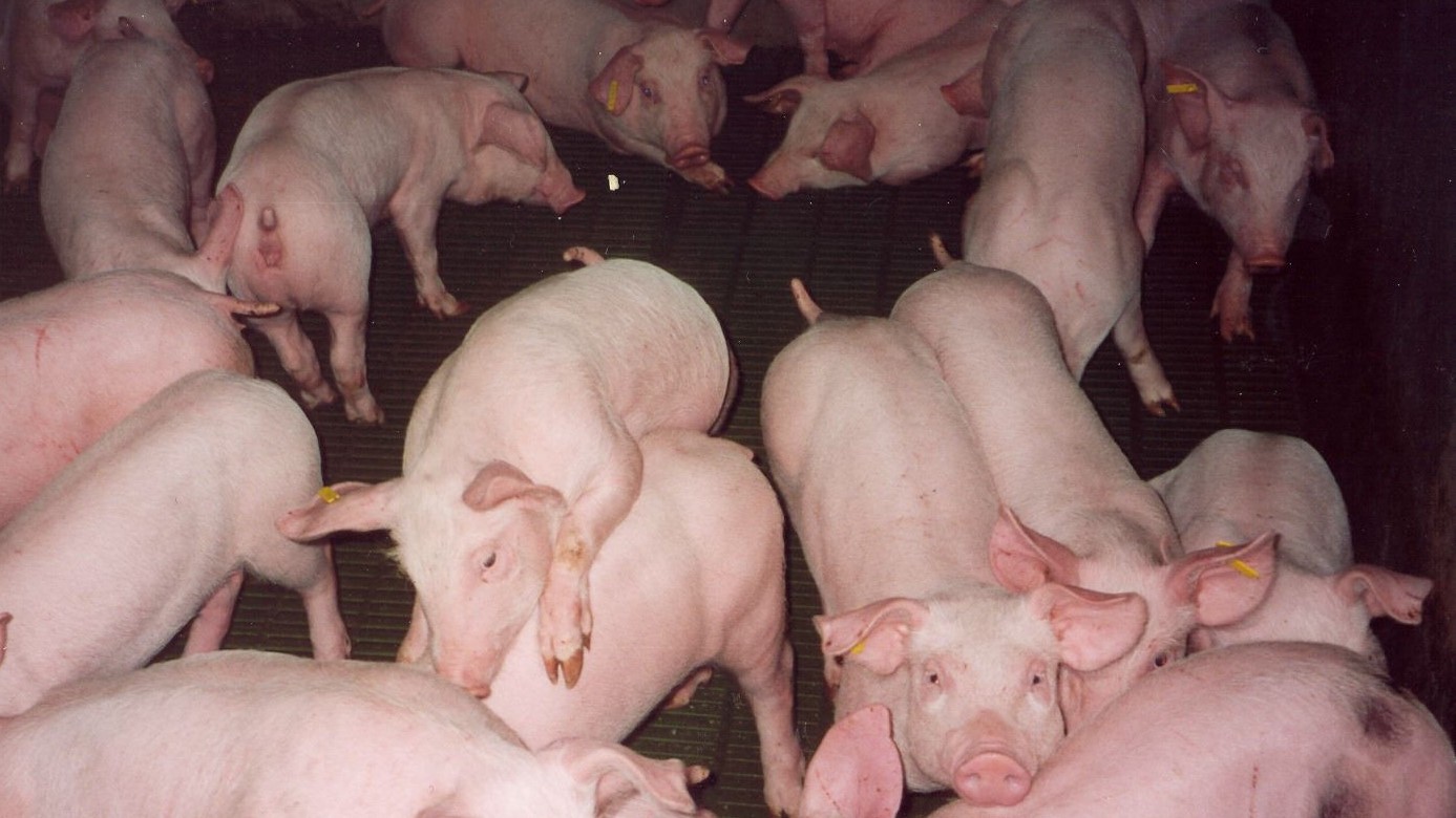 Canadá: nueva agencia para investigación y promoción de carne de cerdo ...