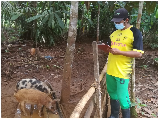 Colombia sigue trabajando para el control de la PPC - Noticias - 3tres3 ...