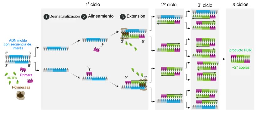 Test PCR como herramienta de diagnóstico (1/2): Principios básicos ...