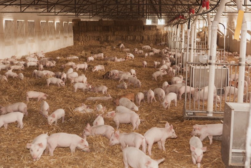 Recertifican internacionalmente a Granjas Carroll en bienestar animal ...