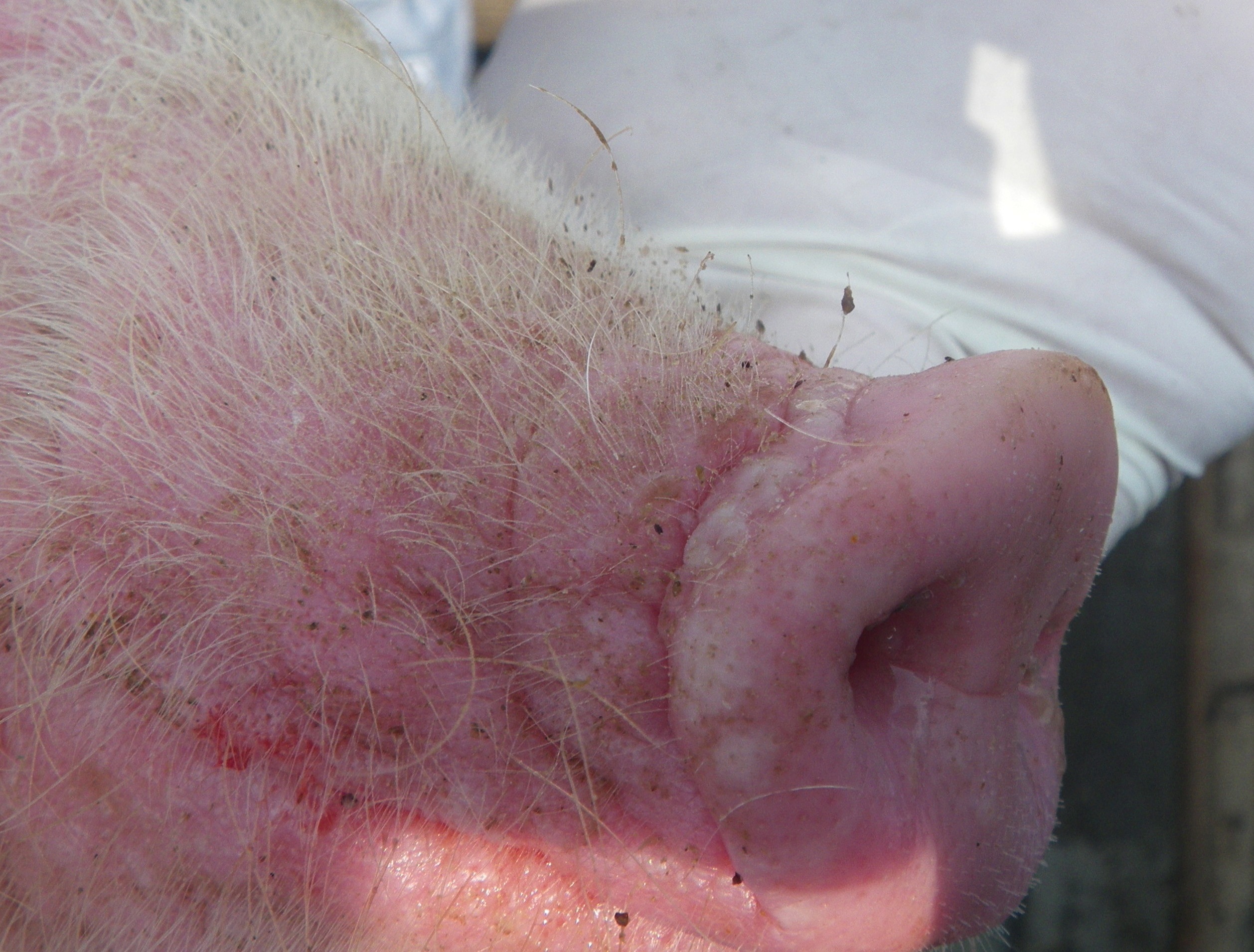 Aumenta el riesgo de entrada de fiebre aftosa en Europa - Noticias ...