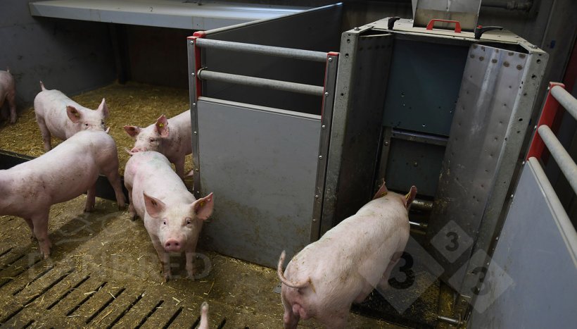 Reproductoras DanBred: criterios genéticos - Artículos - 3tres3 México ...