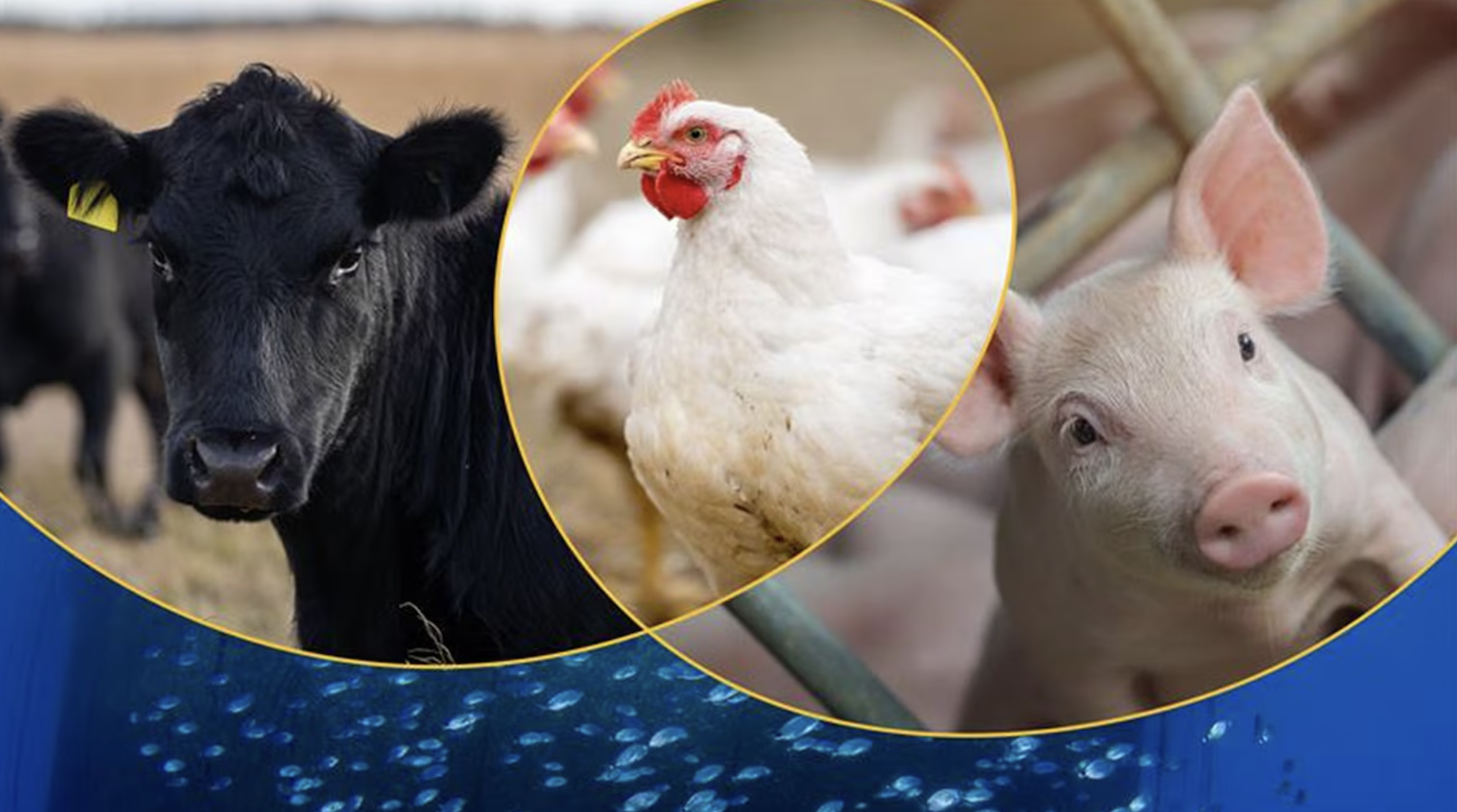 Rabobank: perspectiva para el mercado de proteína animal en 2025 ...