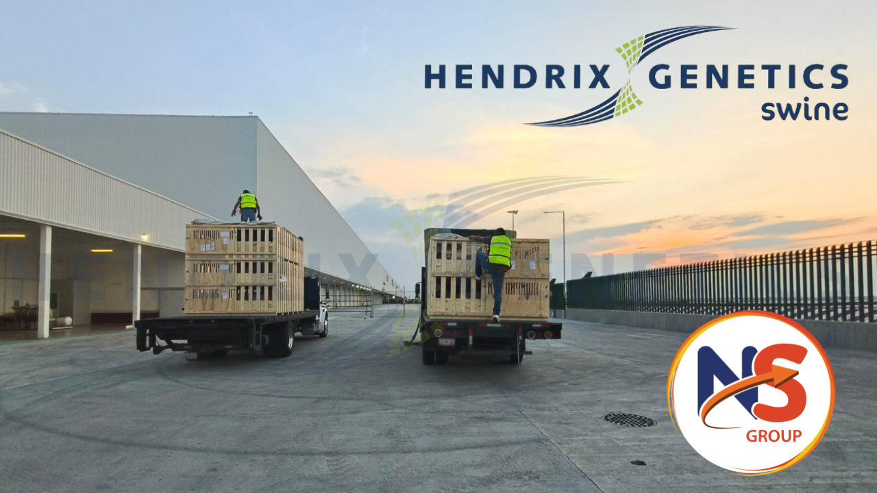 Hendrix Genetics Swine-NS Group: Nueva importación a México - Notas de ...
