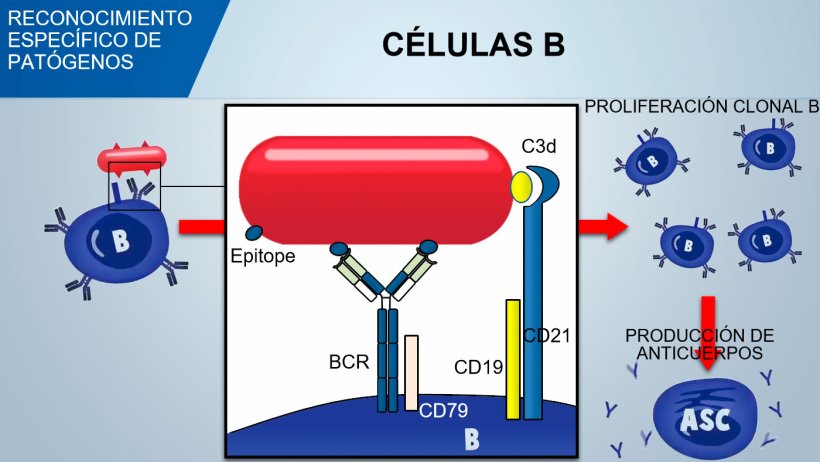 Reconocimiento de patógenos - Artículos - 3tres3 México, la página del Cerdo