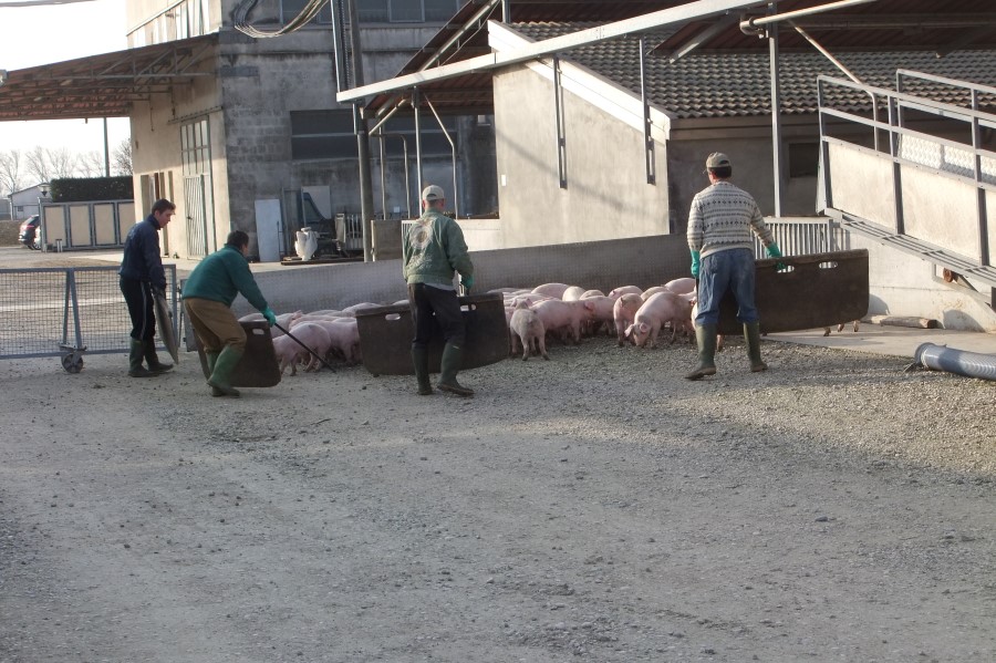 Mẹo: Rào chắn di động giúp di chuyển heo dễ dàng - Bài báo - Cộng đồng ...