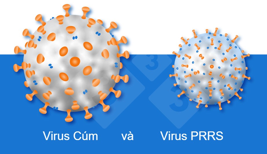 Virus cúm và PRRS: Những điểm tương đồng, khác biệt và tương quan - Bài ...