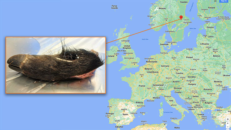 Thụy Điển xác nhận ca nhiễm ASF đầu tiên ở nước này - Tin tức ngành heo ...