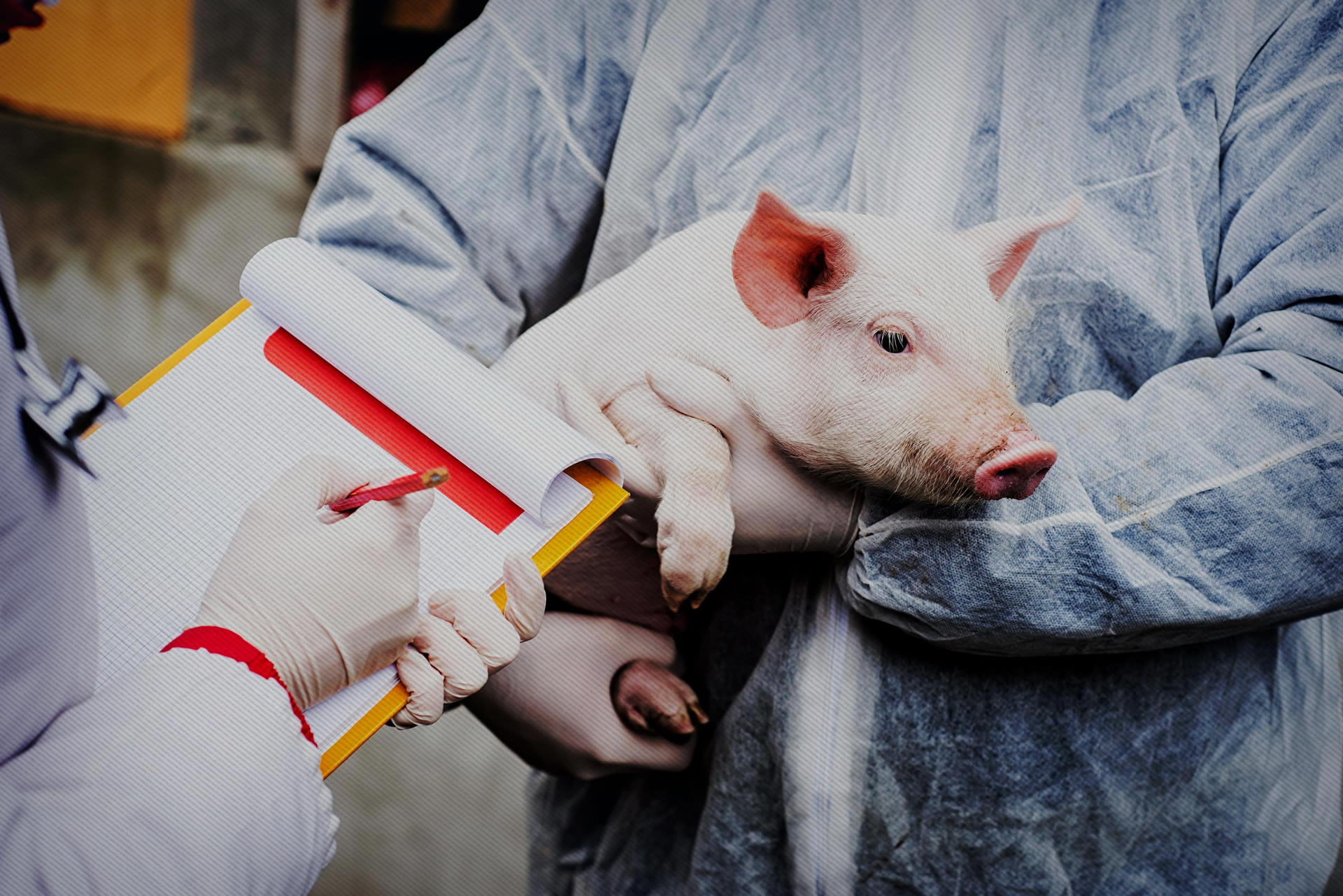 Manejo en gestación - 3tres3, la página del Cerdo