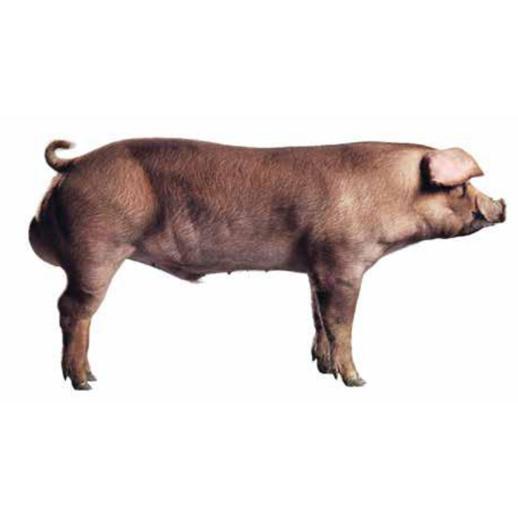 TOPIGS NORSVIN LARGE-WHITE - Productos - Semen Cardona Colombia ...
