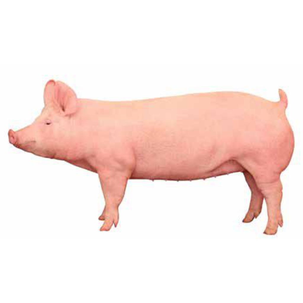 TOPIGS NORSVIN LARGE-WHITE - Productos - Semen Cardona Colombia ...