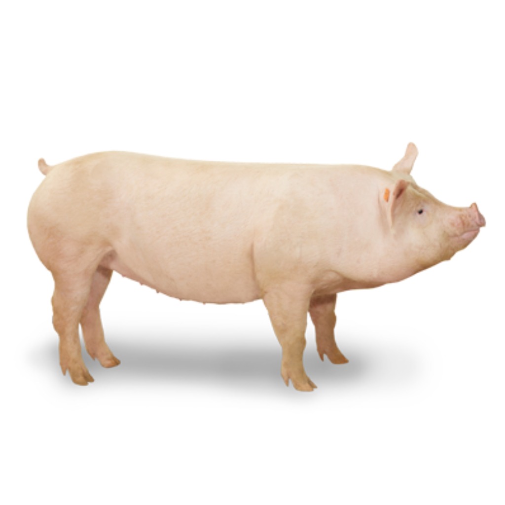 DNA GENETICS LINE 200 YORKSHIRE - Productos - Semen Cardona - 3tres3 ...