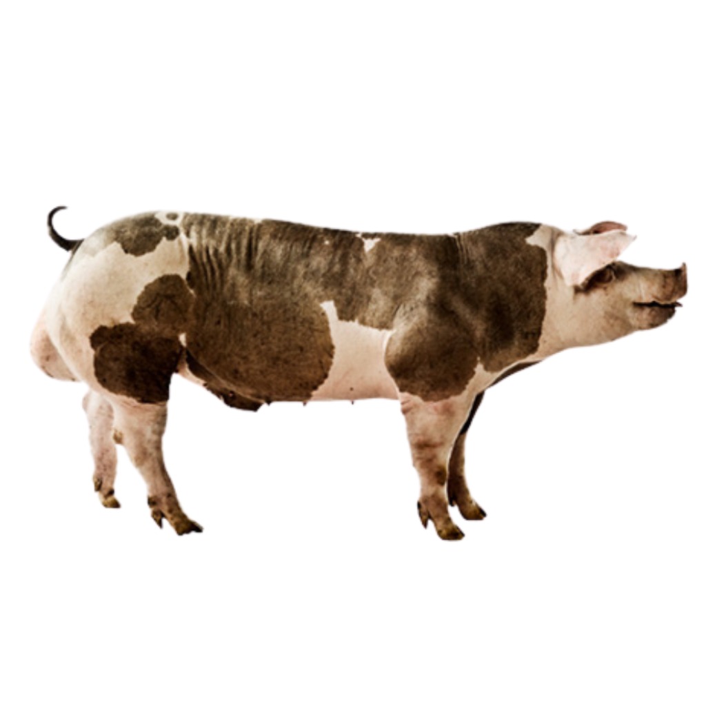 GERMAN PIETRAIN HECTOR - Productos - Semen Cardona - 3tres3, la página ...