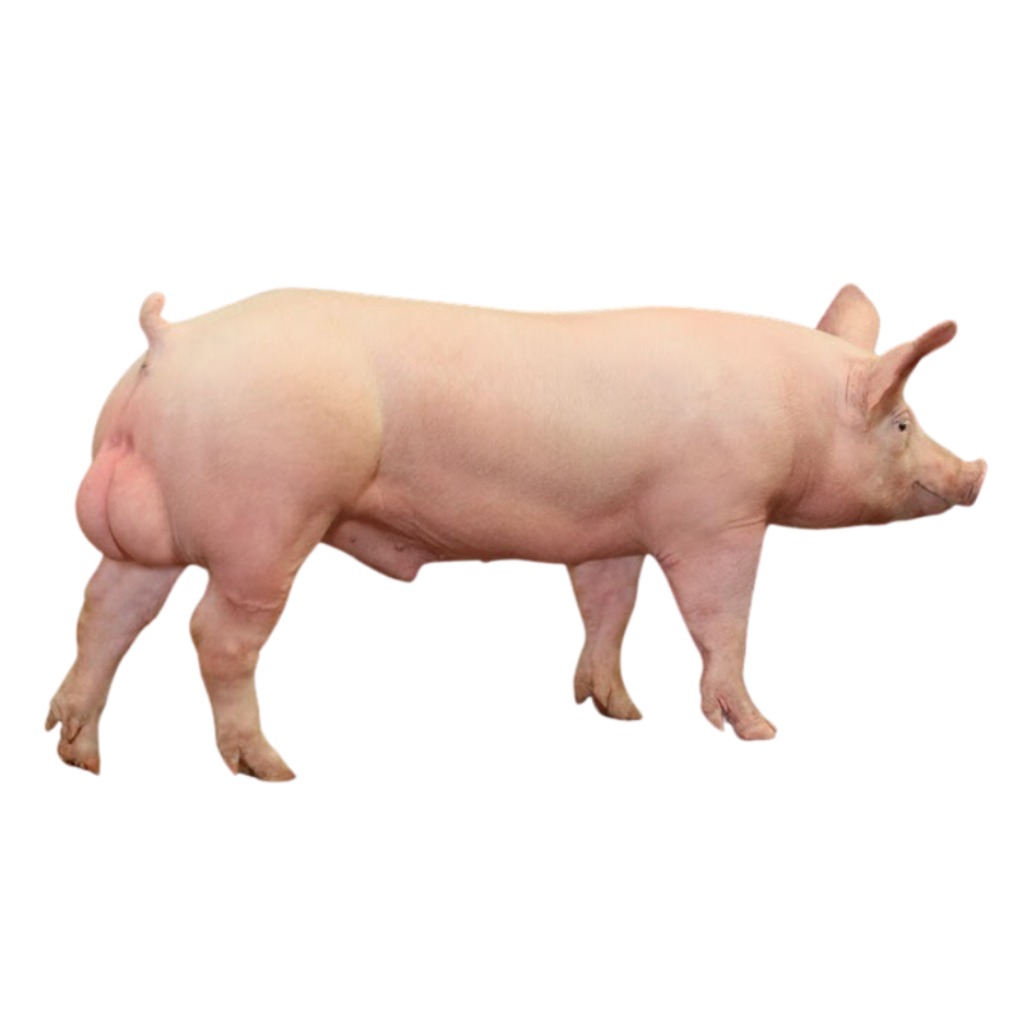 PIC 337 - Productos - Semen Cardona - 3tres3, la página del Cerdo