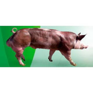 Duroc - Productos - UPB Genetic World S.L. - 3tres3, la página del Cerdo