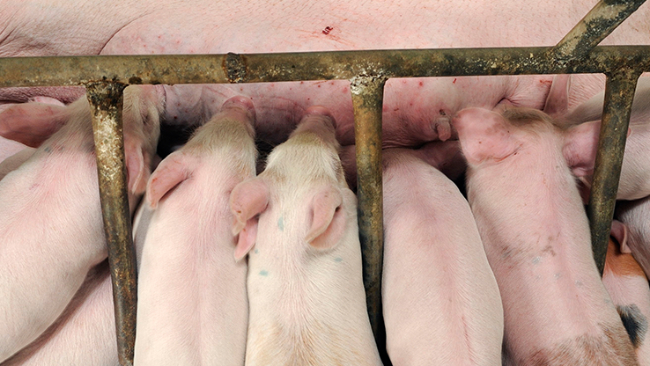 Inmunología y vacunas: respuesta a las vacunas y planes vacunales ...