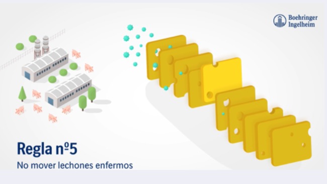 PRRS control: Regla nº5 No mover lechones enfermos - Boehringer ...