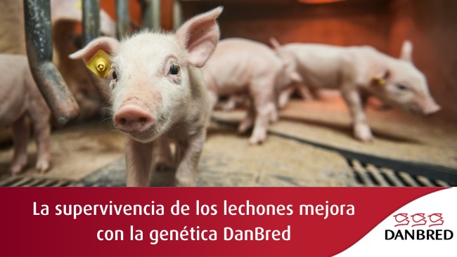 La supervivencia de los lechones mejora con la genética DanBred ...