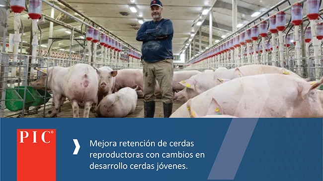 Cambios en las prioridades de desarrollo de las cerditas de reposición ...