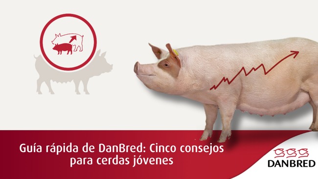 Cinco consejos de DanBred para cerdas jóvenes - DanBred Latinoamérica ...