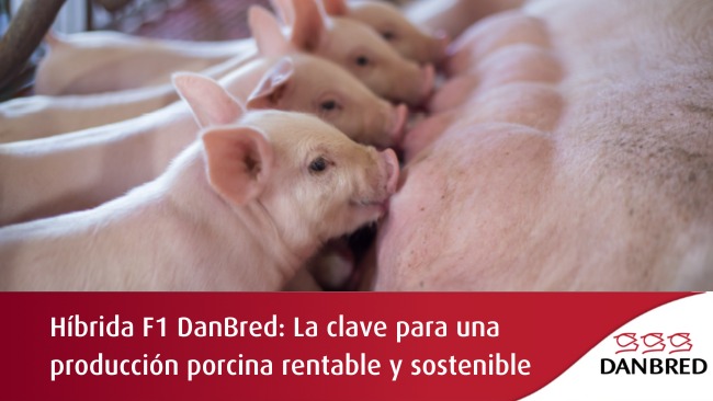 Híbrida F1 DanBred: optimización genética para la producción porcina de ...