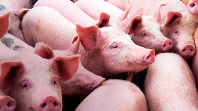 Cómo entrenar la primera línea de defensa para una mejor inmunidad en ...