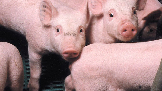 Etiología y epidemiología del virus de la Influenza porcina - Ceva ...