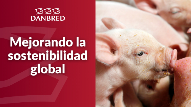 Cría de cerdos equilibrada para mejorar las sostenibilidad global ...