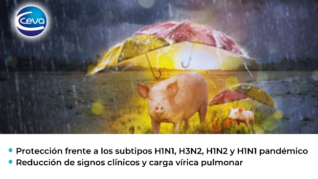 RESPIPORC FLUpan H1N1 contra la gripe porcina H1N1 recibe una nueva ...