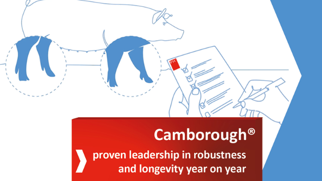 Camborough®: liderazgo en robustez y longevidad contrastado año tras ...