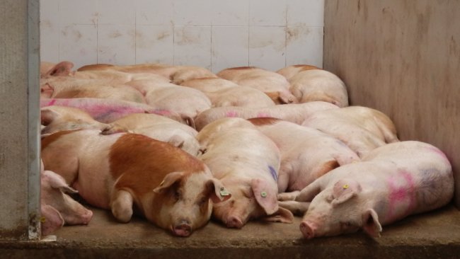 MAPA, Ministerio de Agricultura, Pesca y Alimentación (España) - 3tres3 ...