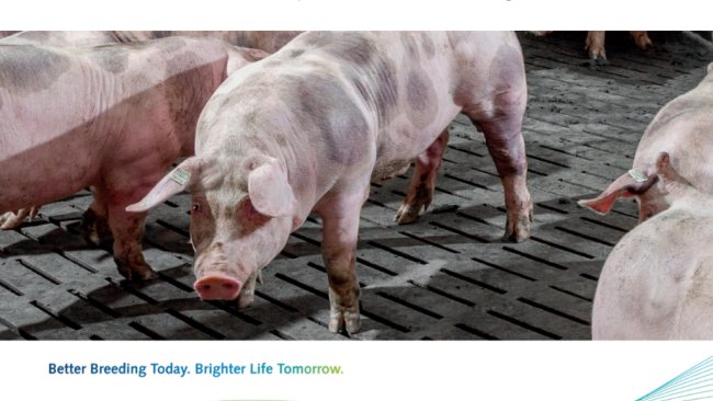 Publicación: Hendrix Genetics Swine SE - 3tres3, la página del Cerdo