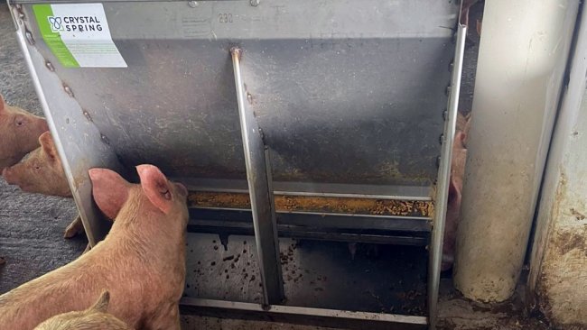 Crystal Spring Hog Equipment Latam - 3tres3 LATAM, la página del Cerdo