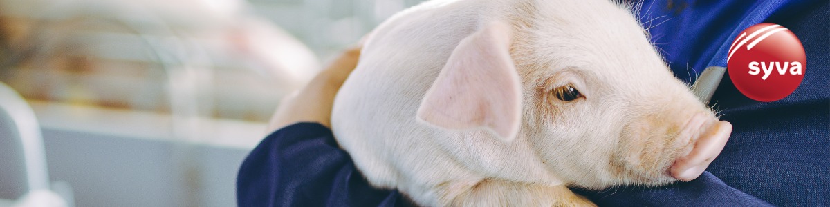 Laboratorios SYVA, S.A.U. - 3tres3, la página del Cerdo